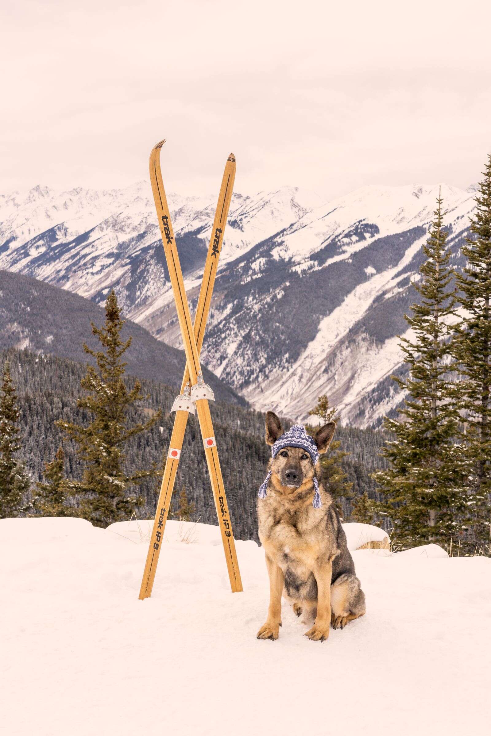 Gray Malin and the dogs of Aspen | AspenTimes.com